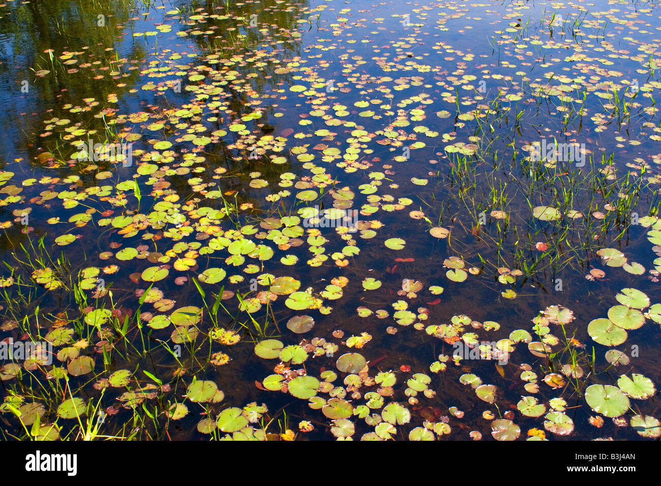 Water lily pads hi-res stock photography and images - Alamy