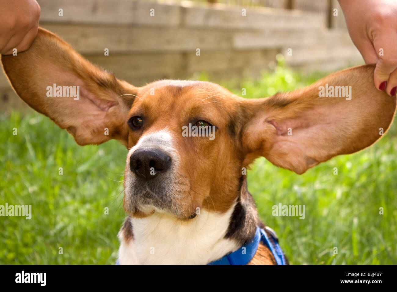 Floppy Ear Dog Breeds