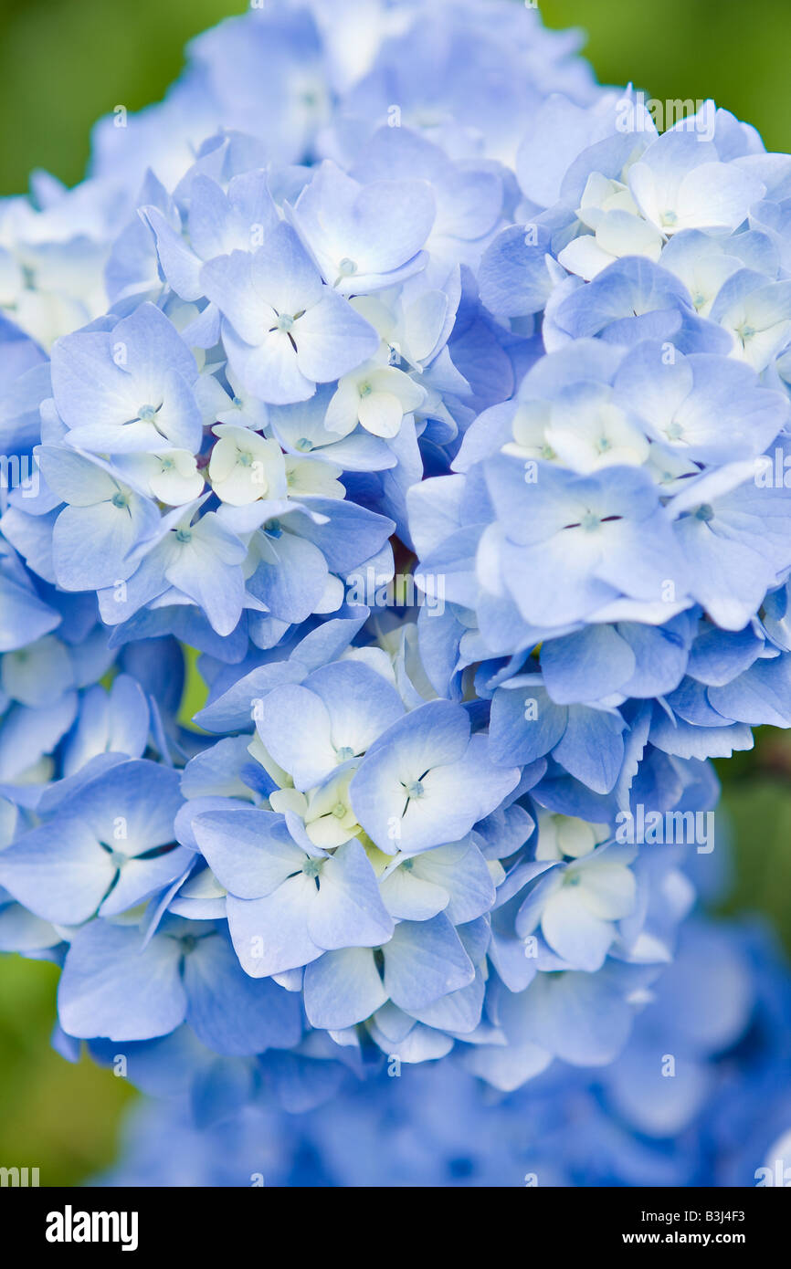 Blue hydrangea hi-res stock photography and images - Alamy