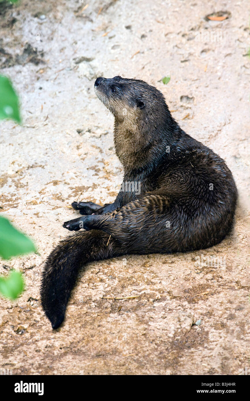 Northern River Otter Lutra canadensis Stock Photo - Alamy