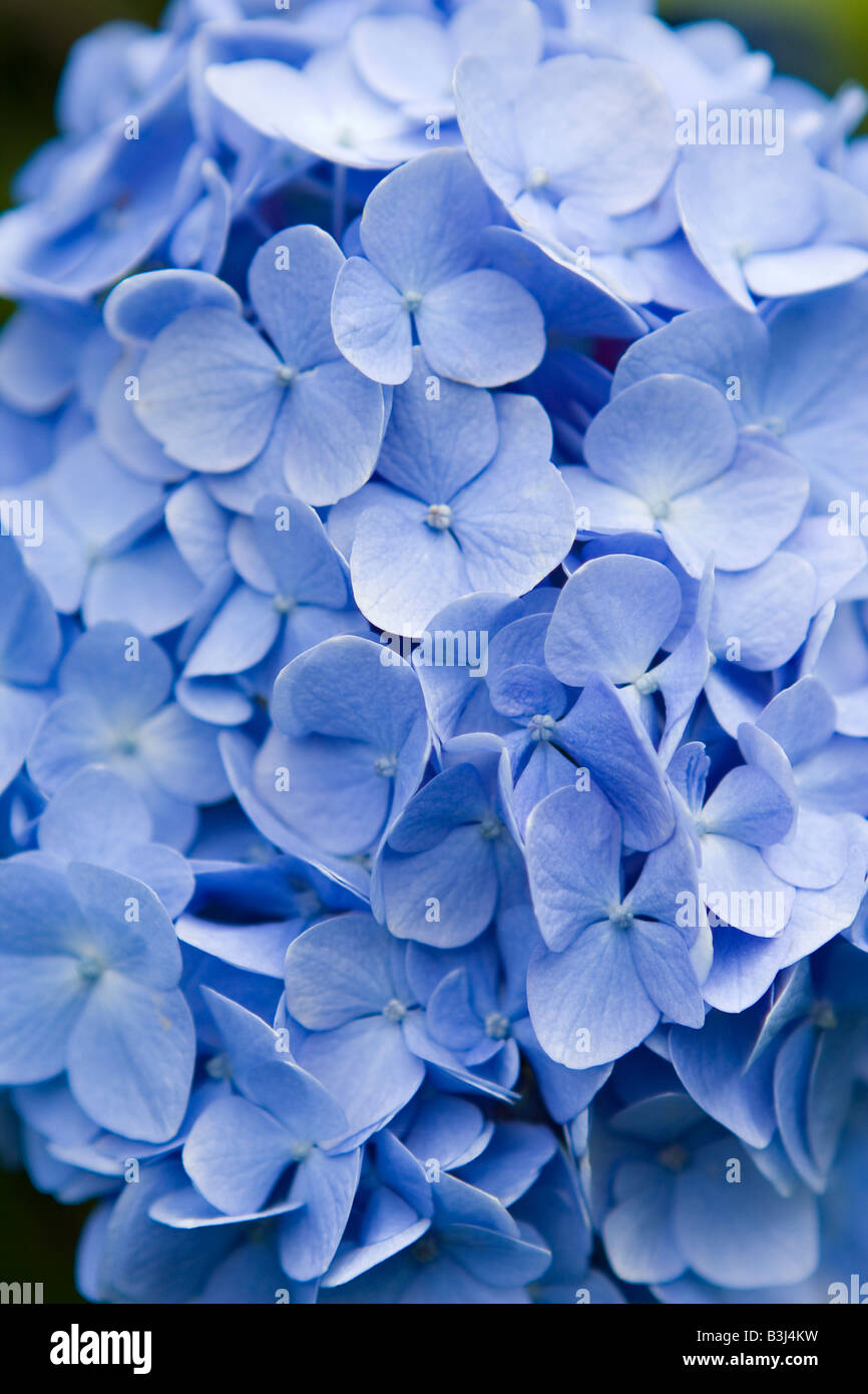 Fresh blue Hydrangea flower Stock Photo - Alamy