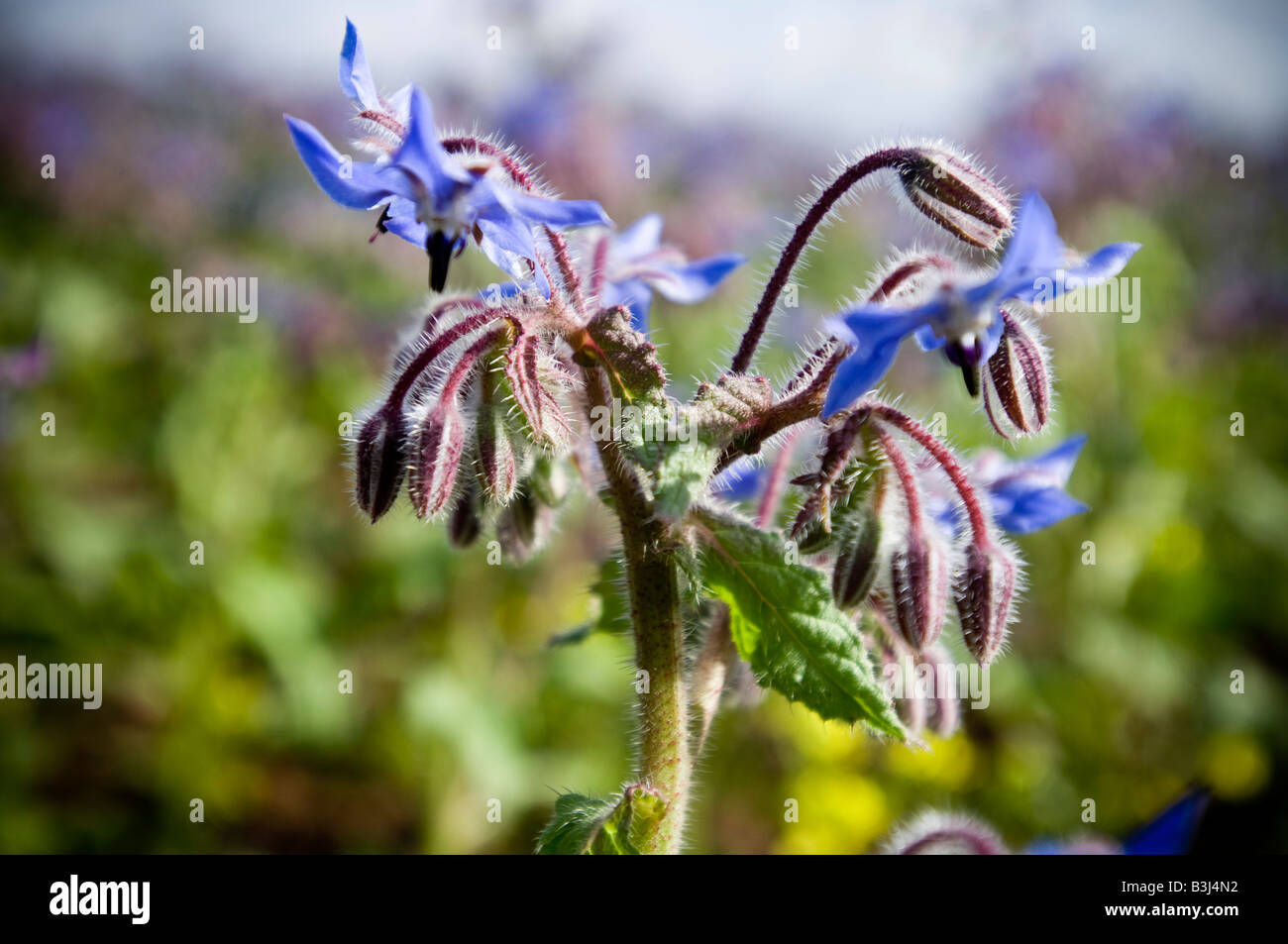 Close-up of a borage plant in a field Stock Photo - Alamy