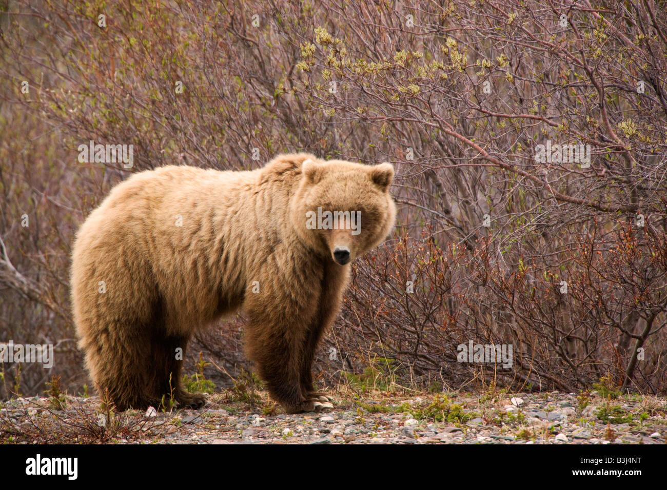 Grizzly bears Denali National Park Alaska Stock Photo - Alamy