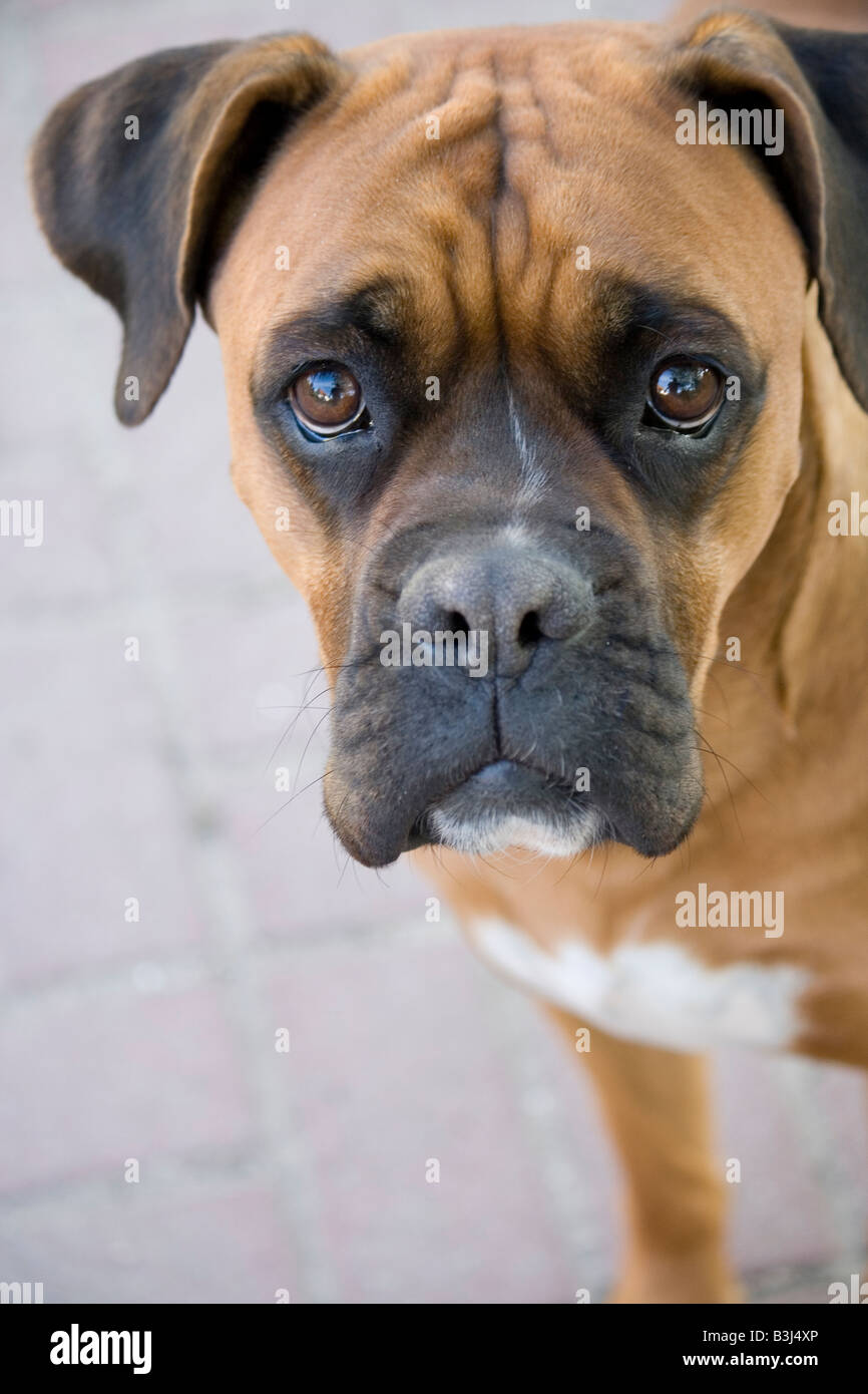 Boxer dog headshot taken from above outdoors Stock Photo - Alamy