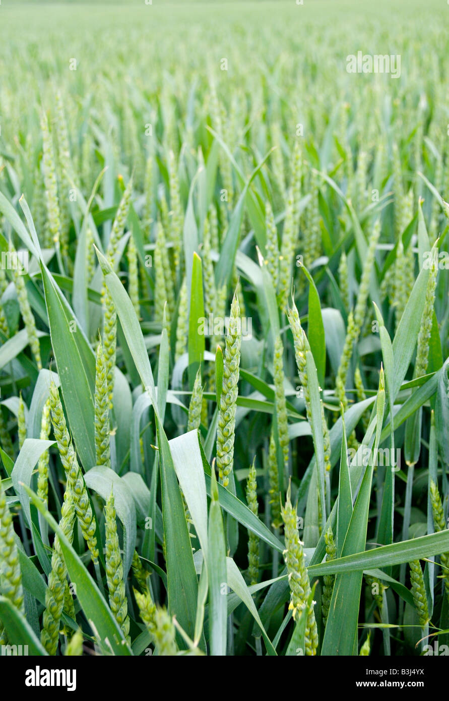 Wheat unripe hi-res stock photography and images - Alamy