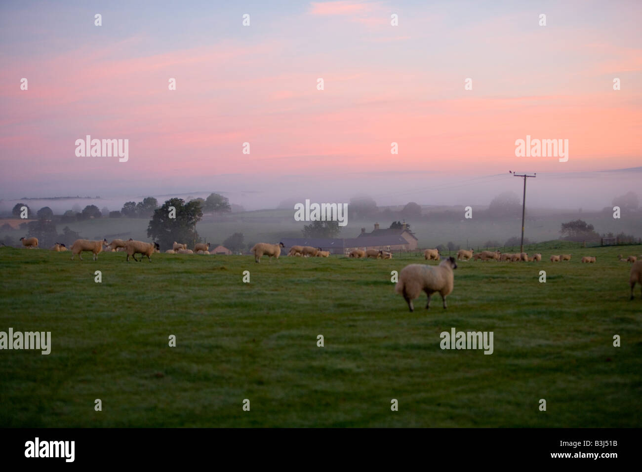 Cumbrian sheep hi-res stock photography and images - Alamy