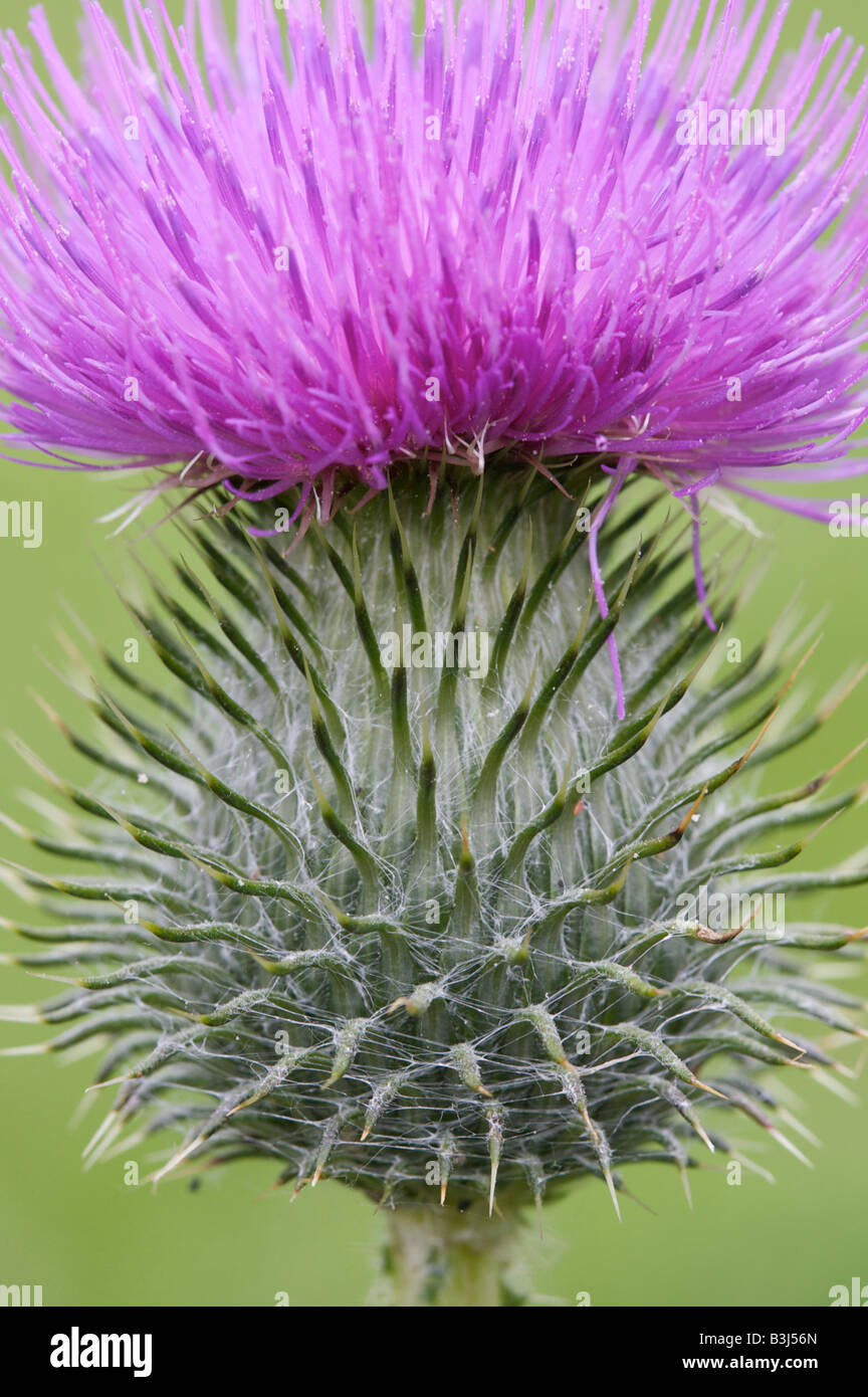 A flowering thistle Stock Photo - Alamy