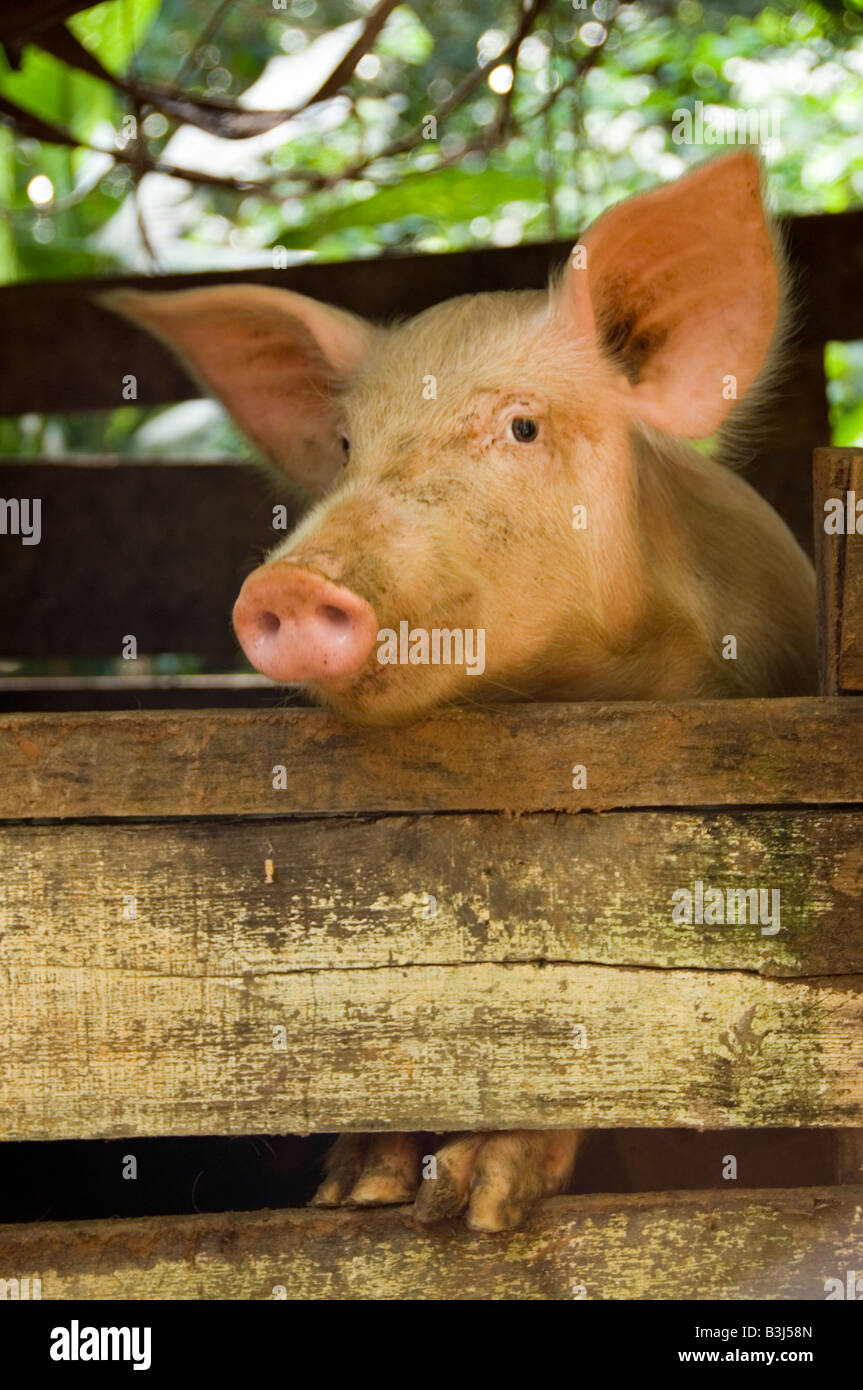 Pig looking over fence hi-res stock photography and images - Alamy