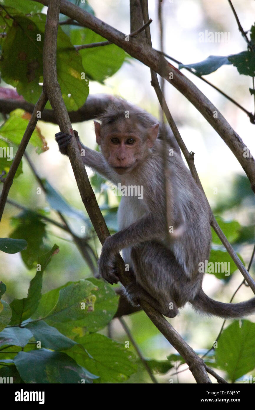 A monkey sitting on a tree Stock Photo - Alamy