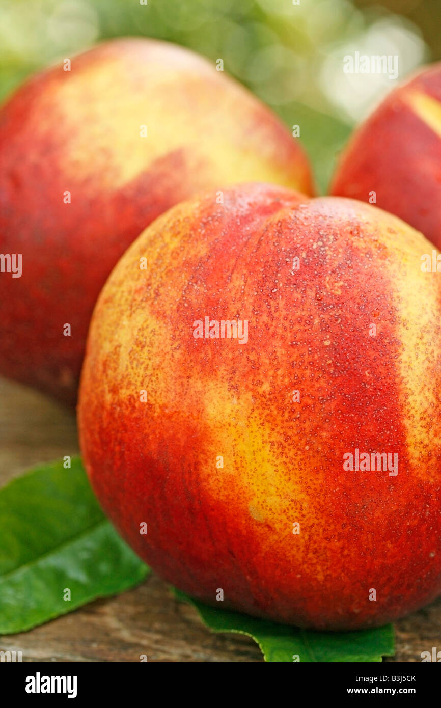 Harvesting peaches hi-res stock photography and images - Alamy