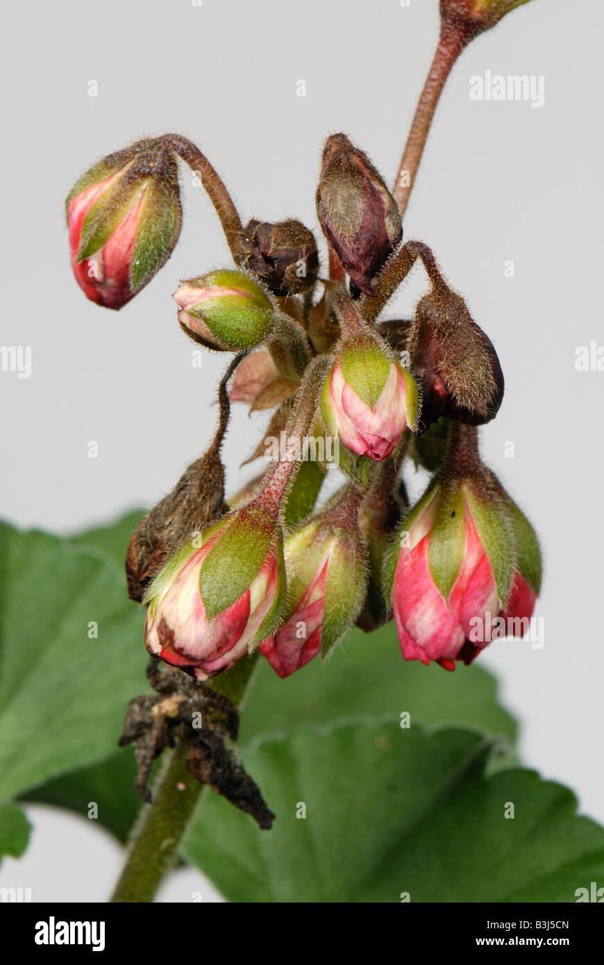 Grey mould Botrytis cinerea lesions necrosis and mycelium on zonal ...