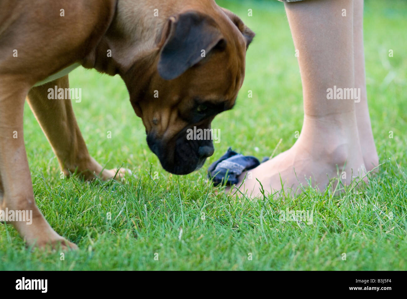 Portrait of female Boxer dog standing on the grass looking playfuly on ...