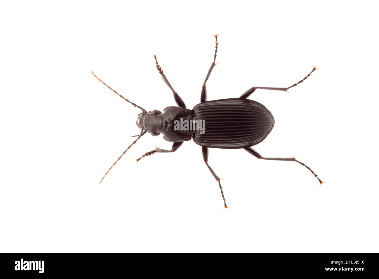 Common black ground beetle against white background Stock Photo - Alamy