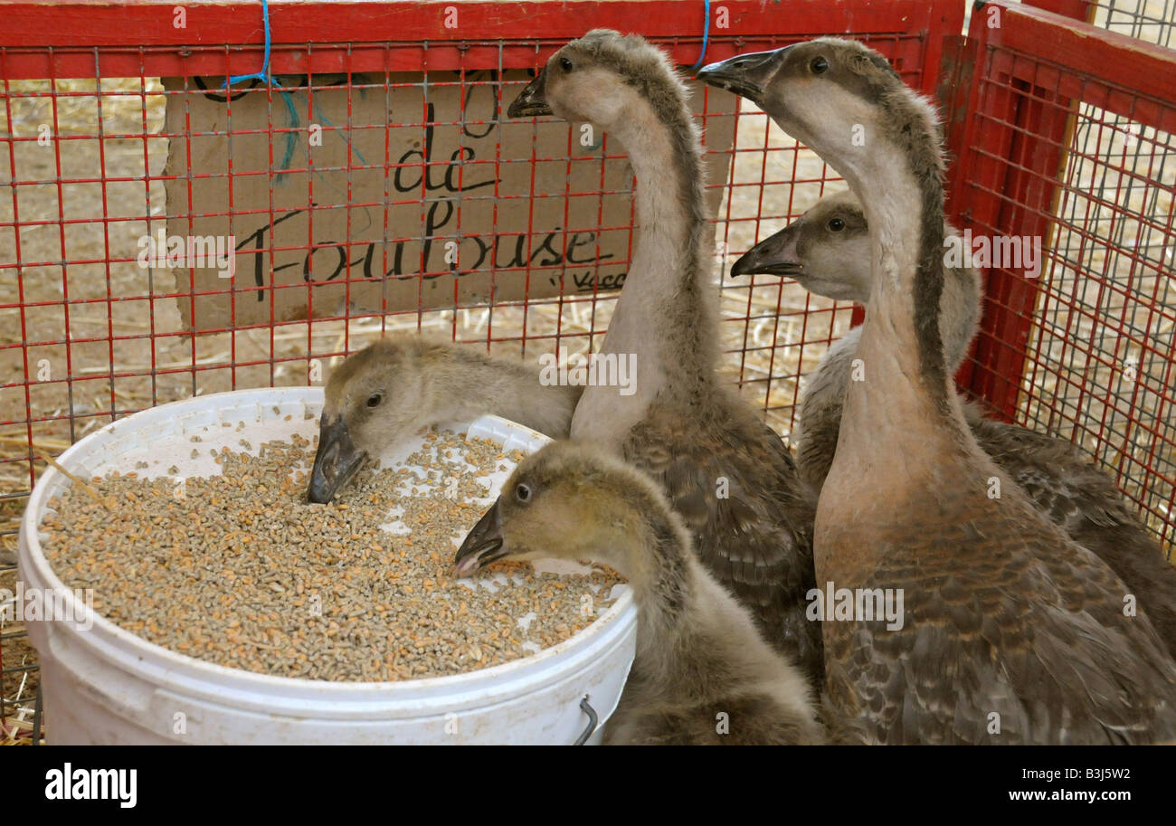 5 geese hi-res stock photography and images - Alamy