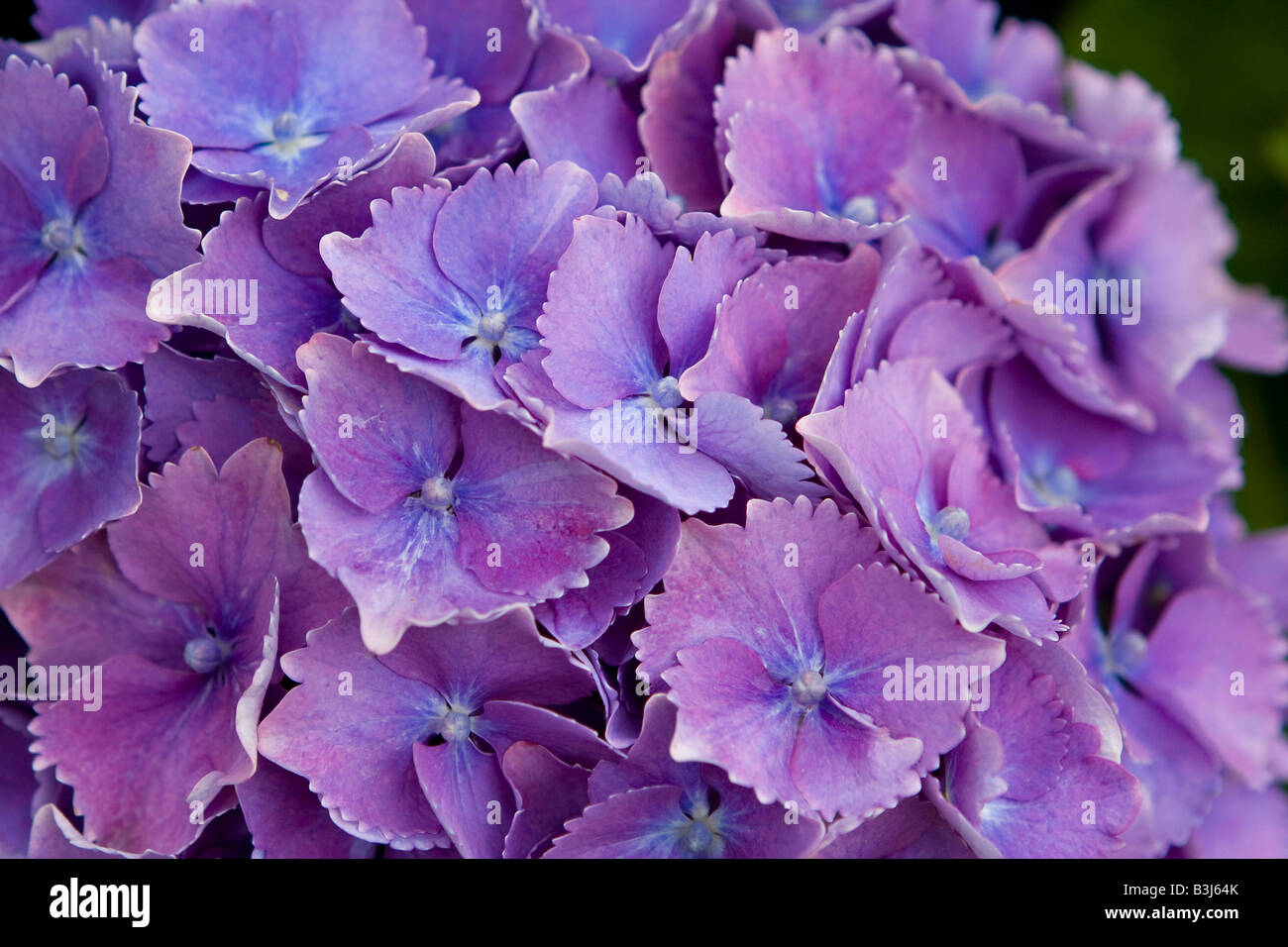 Mauve Hydrangea flower Stock Photo - Alamy