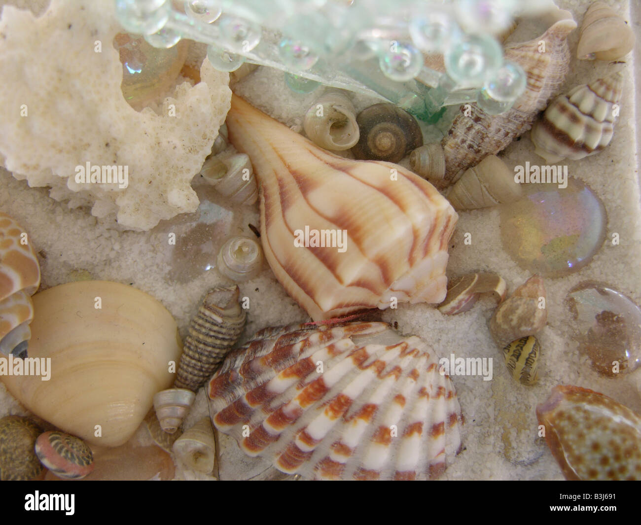 Close up of seashells in a glass container with sand Stock Photo - Alamy