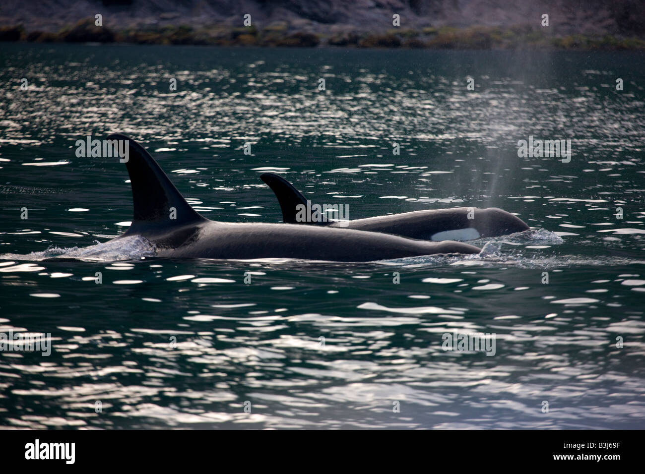 Orca whale along the Kenai Fjords National Park coast near Seward ...