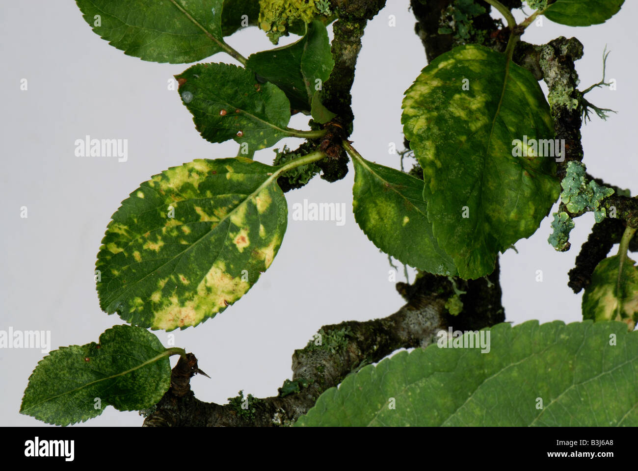 Apple leaves showing yellow mottling symptoms of apple mosaic virus AMV ...