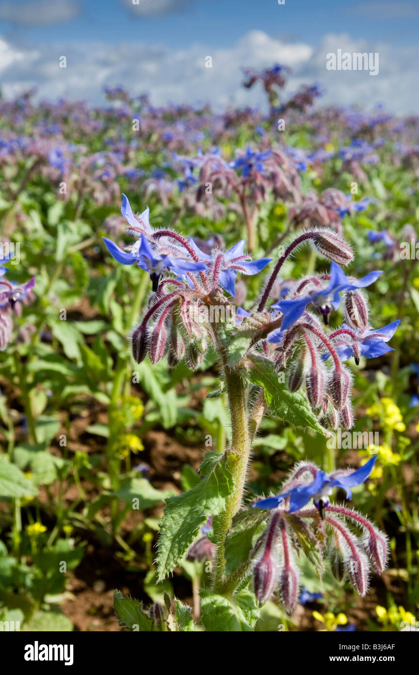 A borage plant in a field Stock Photo - Alamy