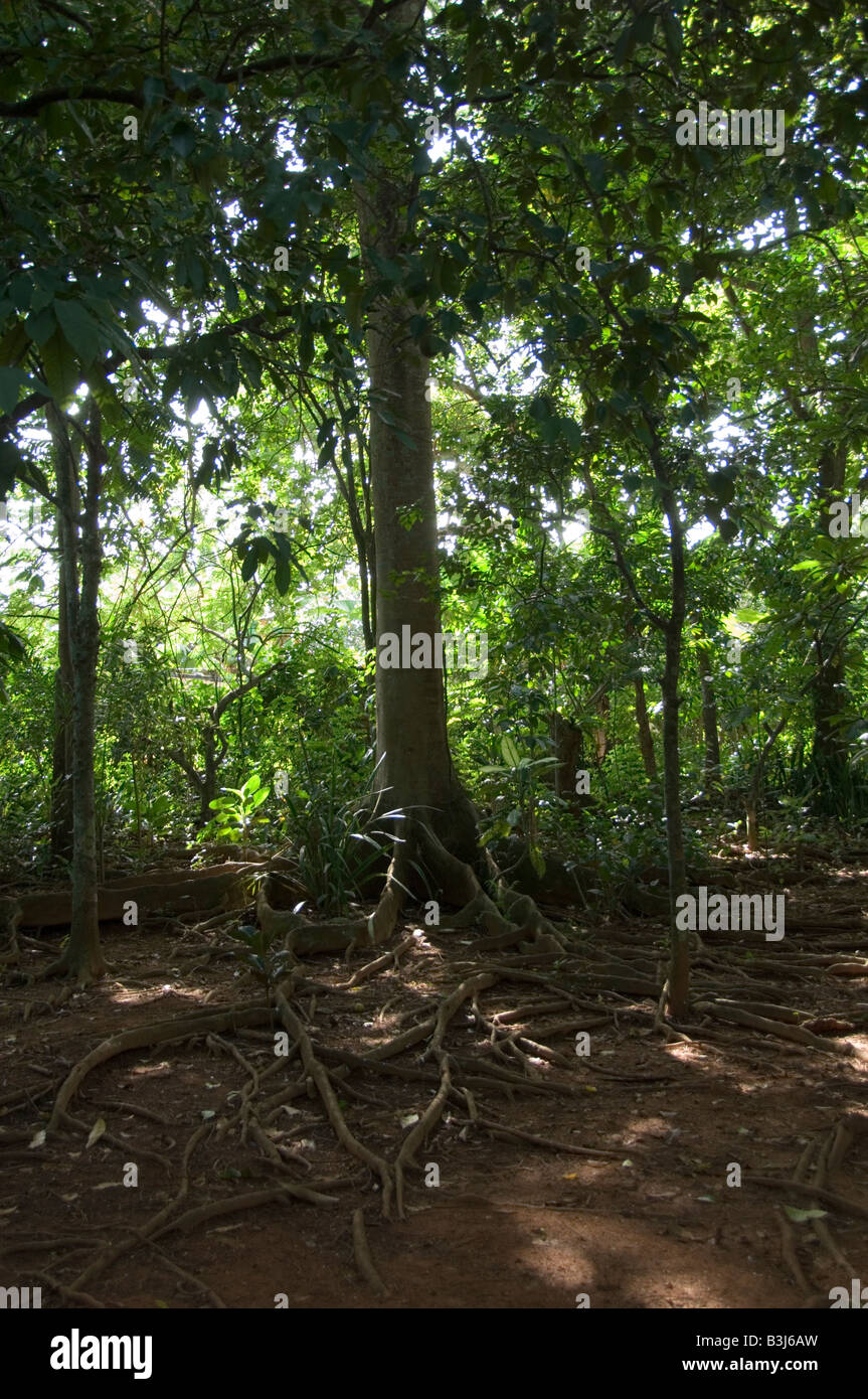 Tree with lots of Roots Stock Photo - Alamy
