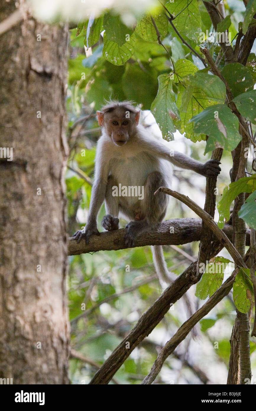A monkey sitting on a tree Stock Photo - Alamy