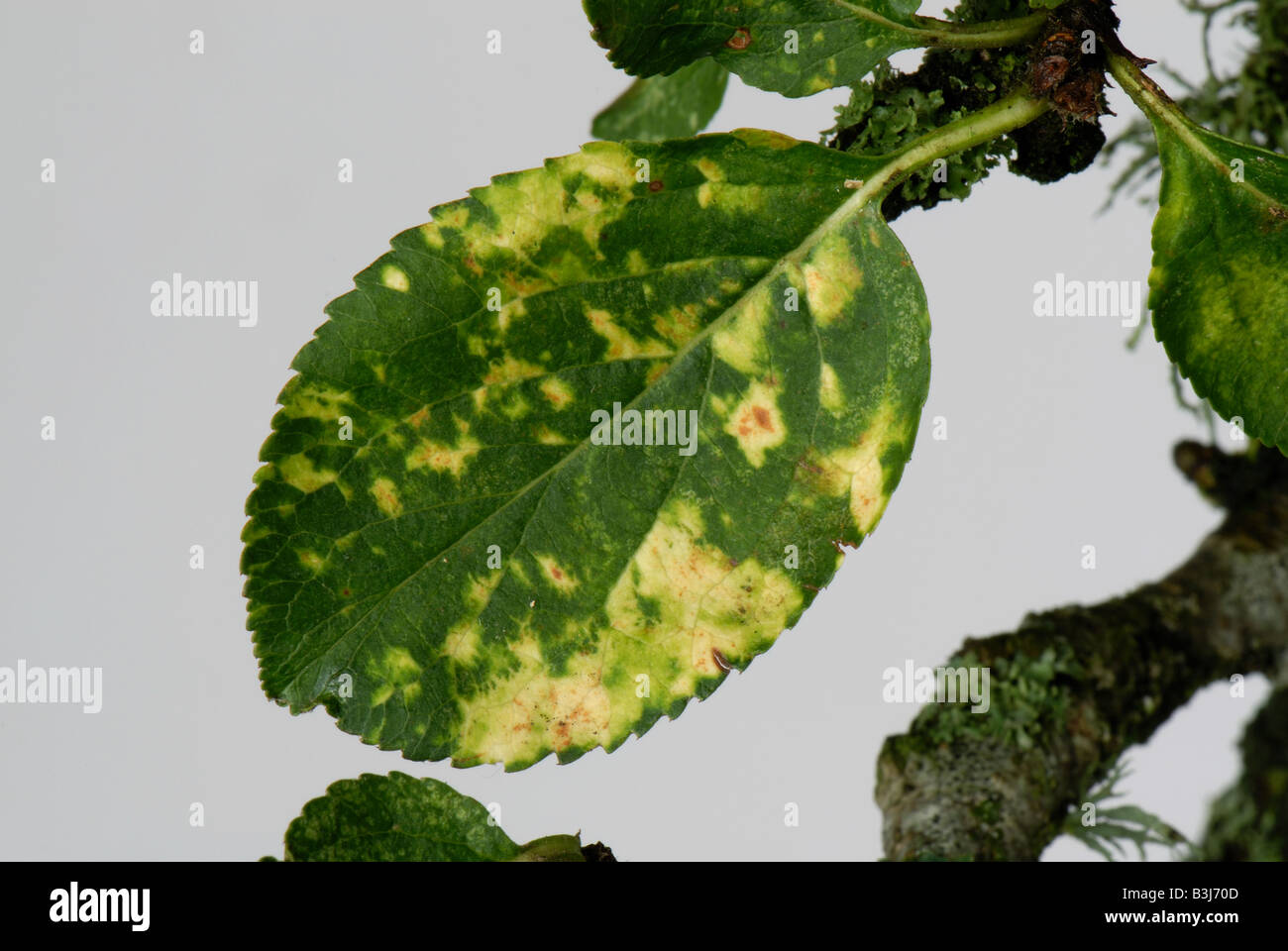 Apple leaf showing yellow mottling symptoms of apple mosaic virus AMV ...