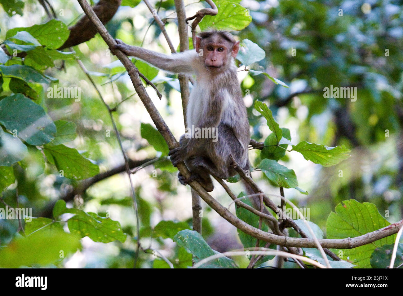 A monkey sitting on a tree Stock Photo - Alamy