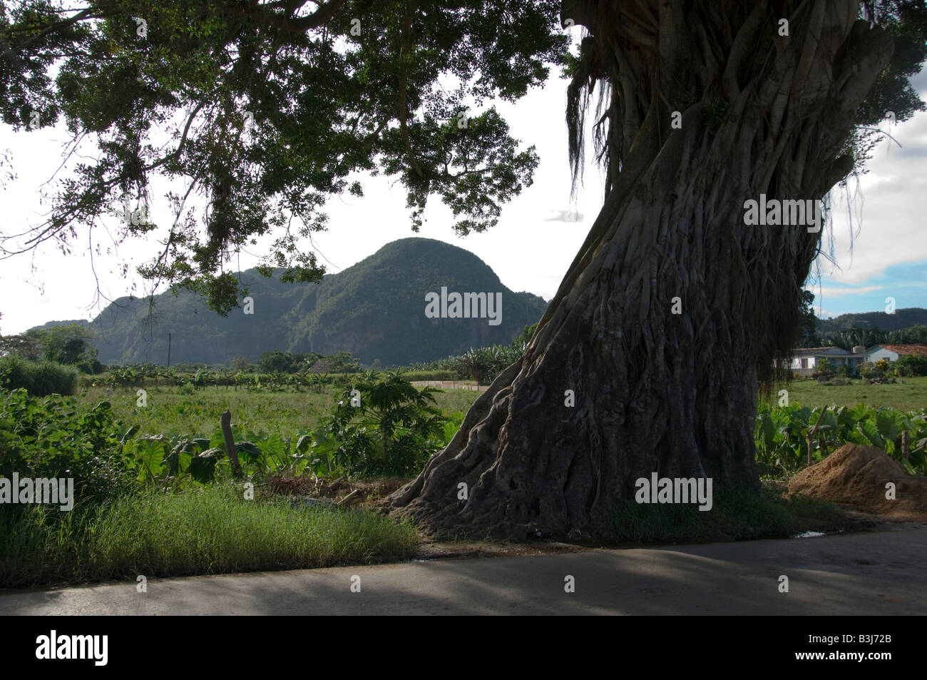 Trunk treetrunk hi-res stock photography and images - Alamy