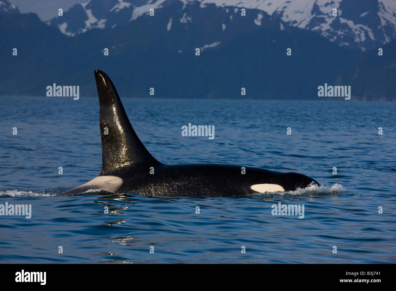 Orca whale hi-res stock photography and images - Alamy