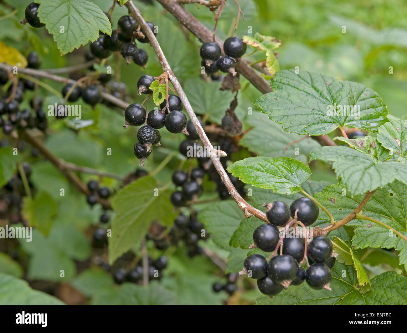 black currant berries in a bush Ribes nigrum Stock Photo - Alamy