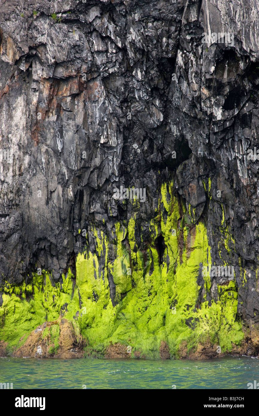 Algae on Coastline of Kenai Fjords National Park Alaska Stock Photo - Alamy