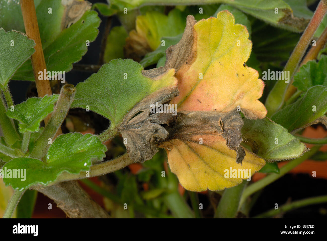 Grey mould Botrytis cinerea lesions necrosis and mycelium on zonal ...