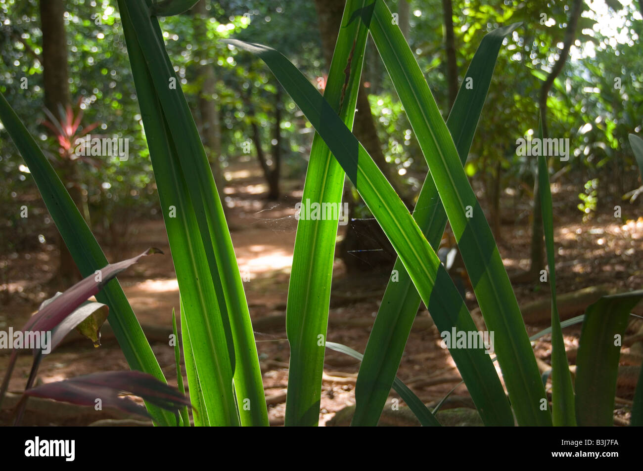 Close up of Flax Leaves Stock Photo - Alamy