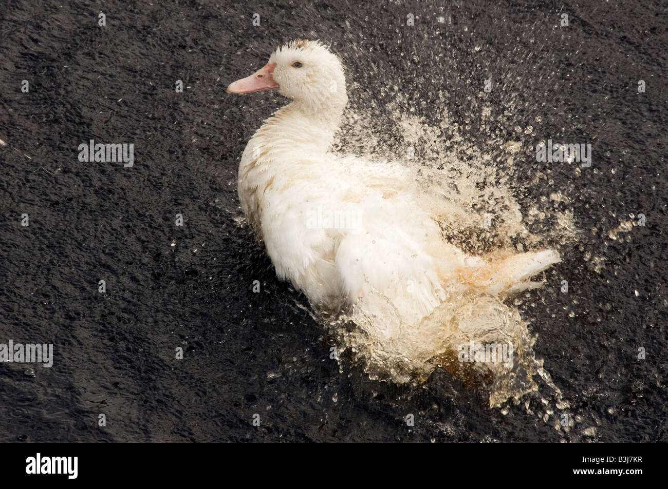 White goose Cleaning itself in water Stock Photo - Alamy