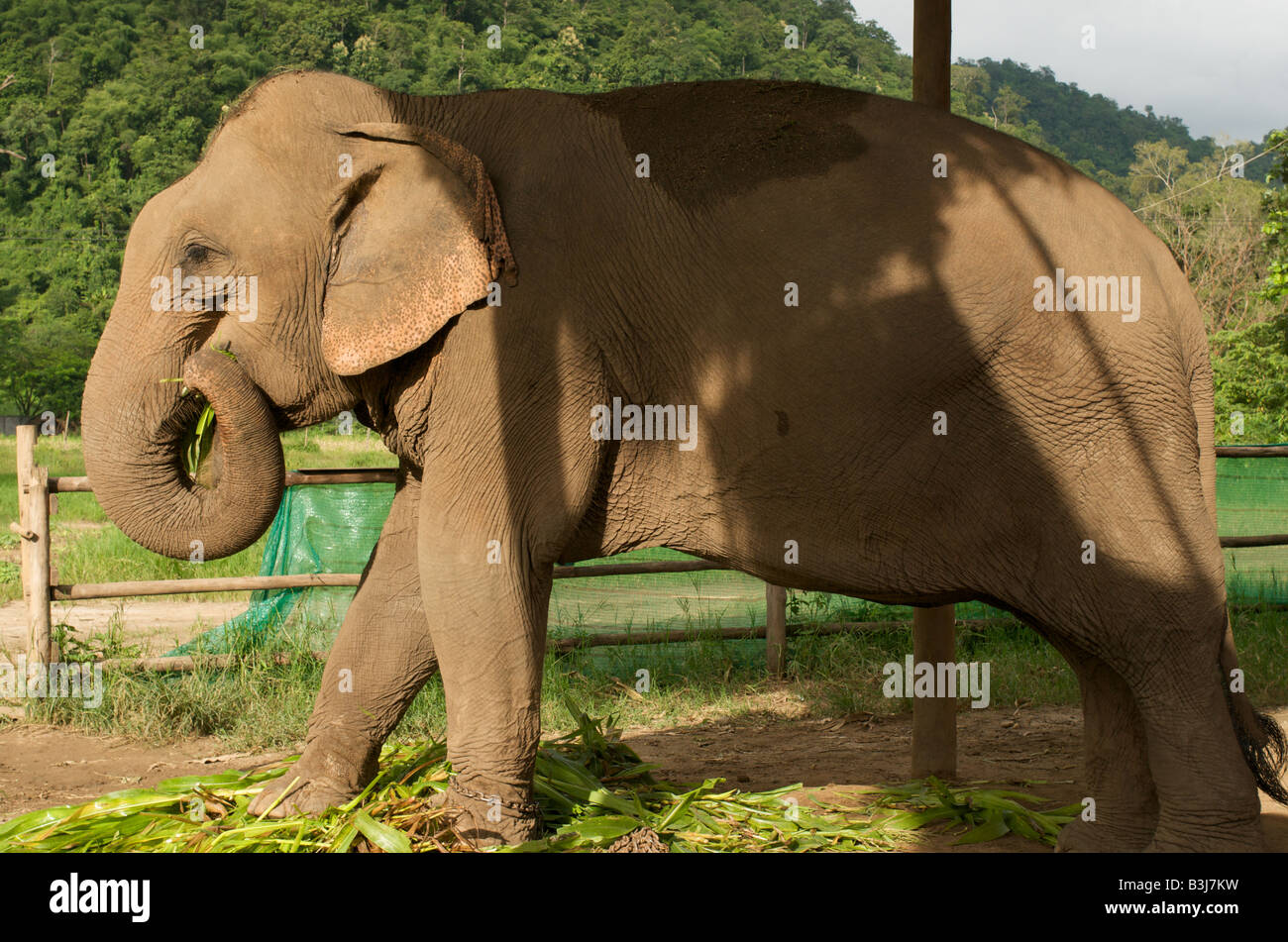 Asian Elephant (Elephas maximus) feeding at Elephant Nature Park ...