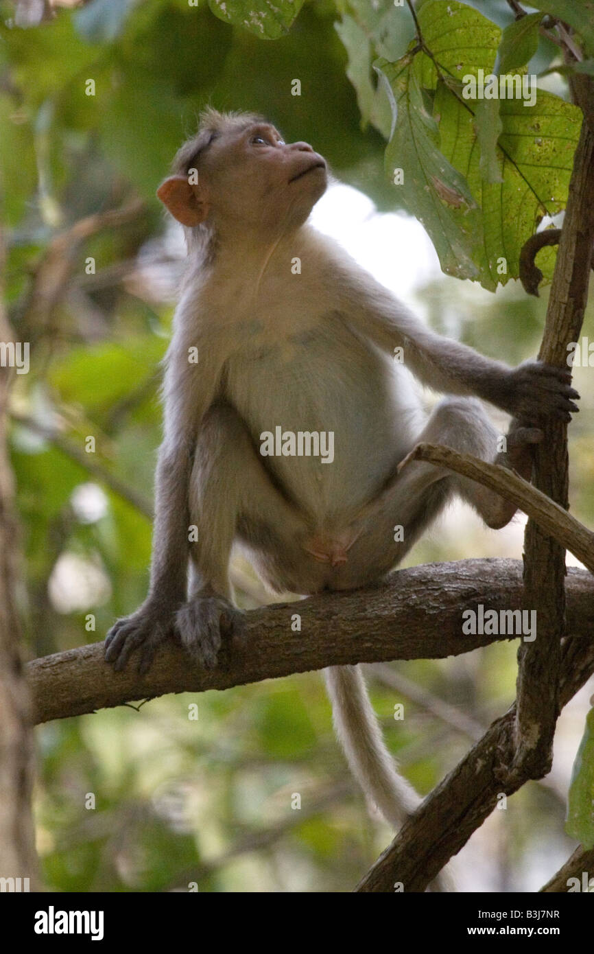 A monkey sitting on a tree Stock Photo - Alamy