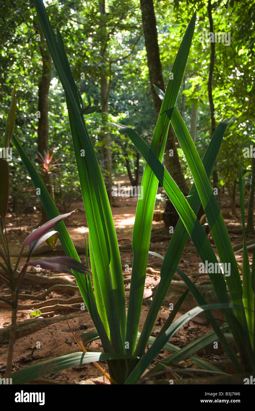 Flax Plant High Resolution Stock Photography and Images - Alamy