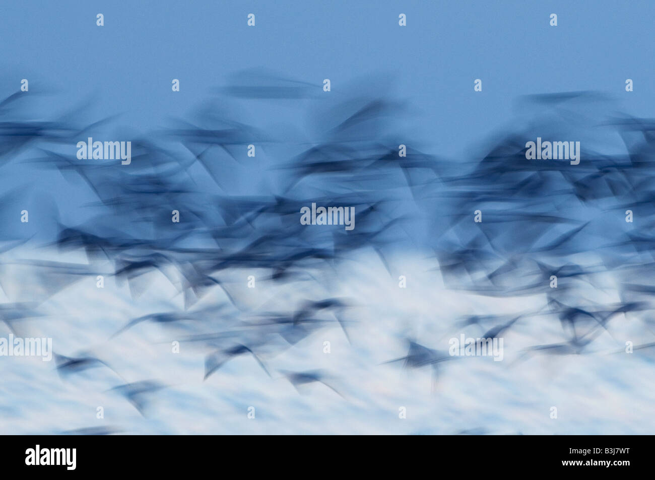 Common tern flock flight abstract Stock Photo - Alamy