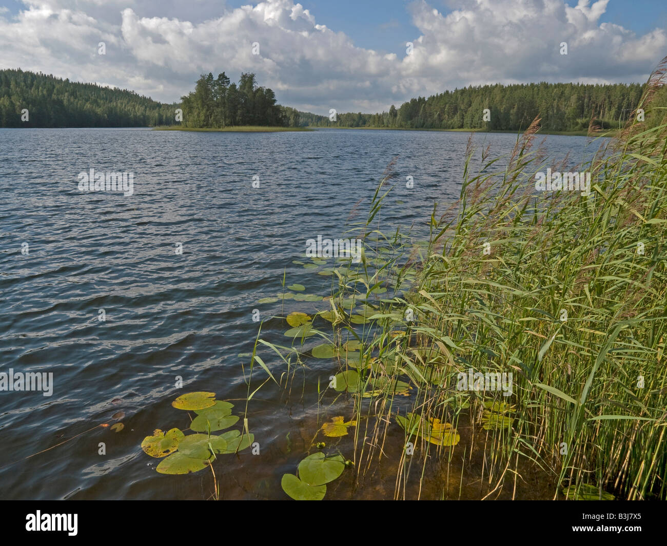 lakefront with reed little forest lake with island in southern Finland ...