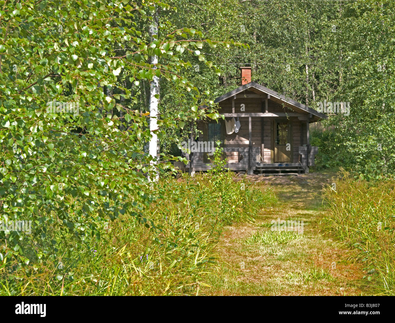 sauna block cabin timber wooden hut hidden between birch trees on ...