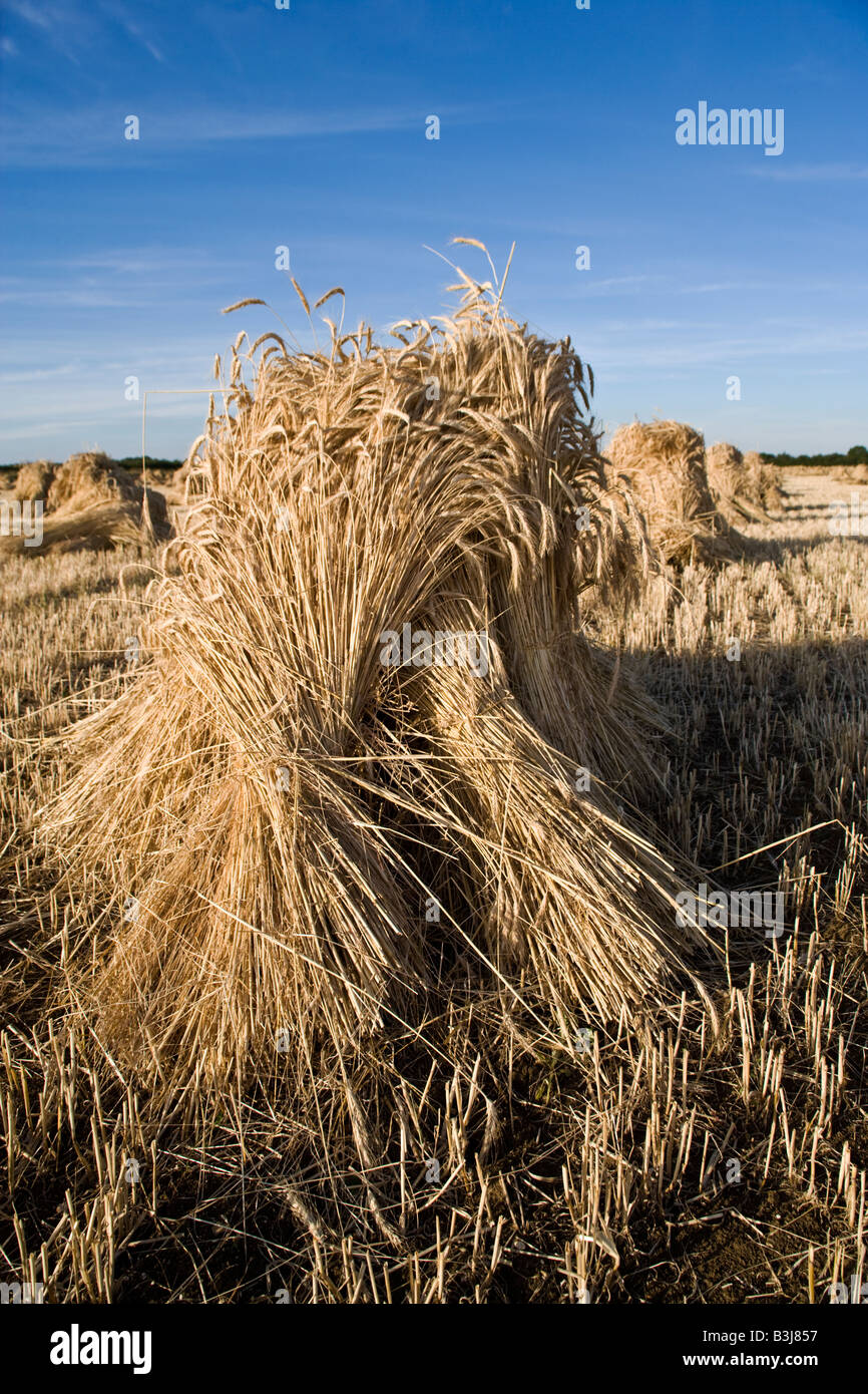 Oxfordshire wheat field with the special long stemmed crop drying in ...
