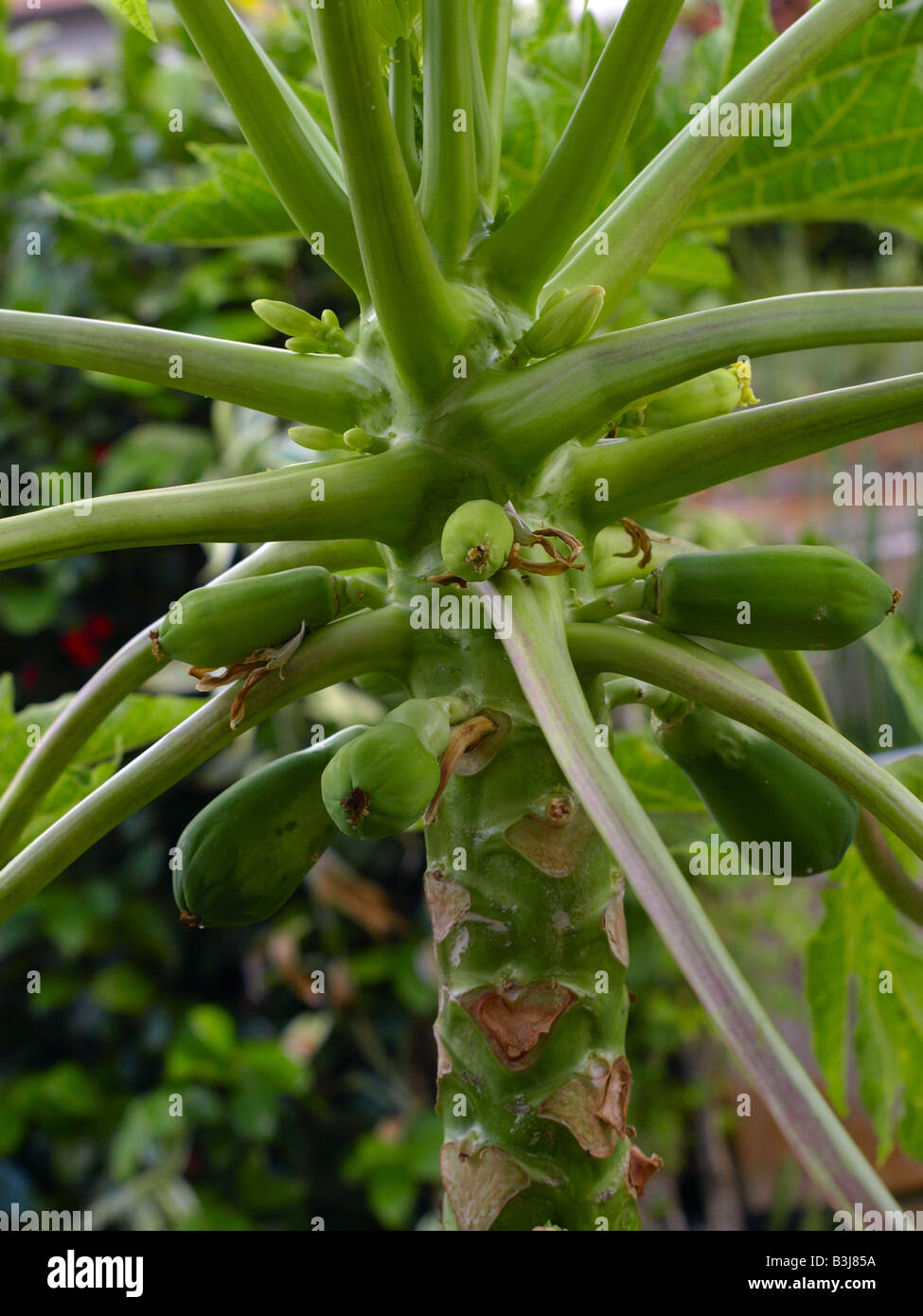 papaya tree with flowers Stock Photo - Alamy