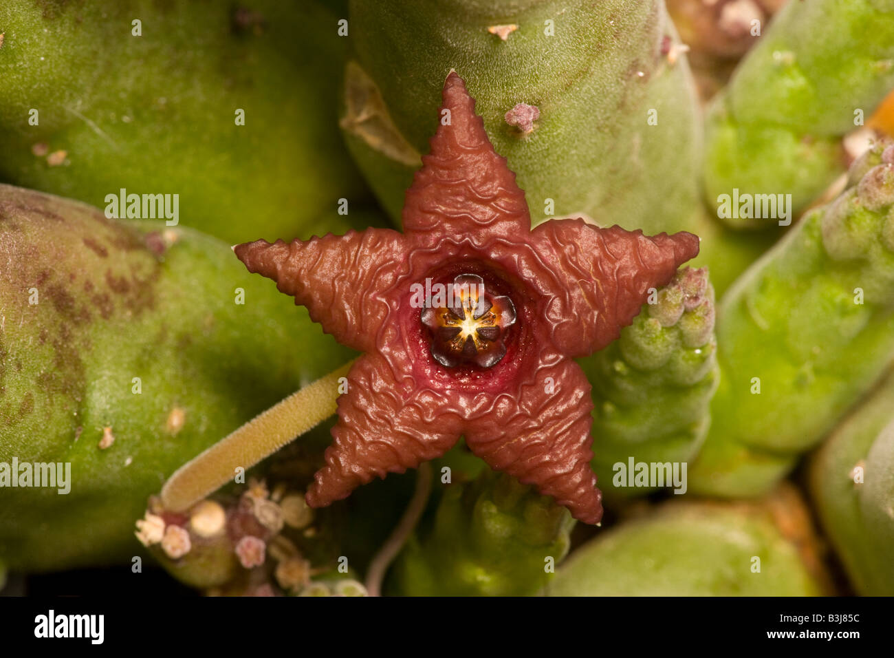 Stapelia olivacea hi-res stock photography and images - Alamy