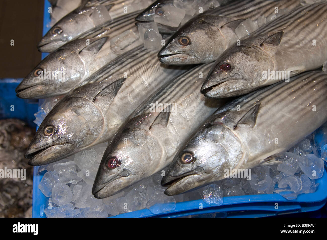 striped tuna bonito fish market Stock Photo - Alamy
