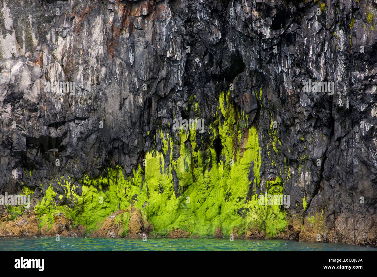 Algae on Coastline of Kenai Fjords National Park Alaska Stock Photo - Alamy