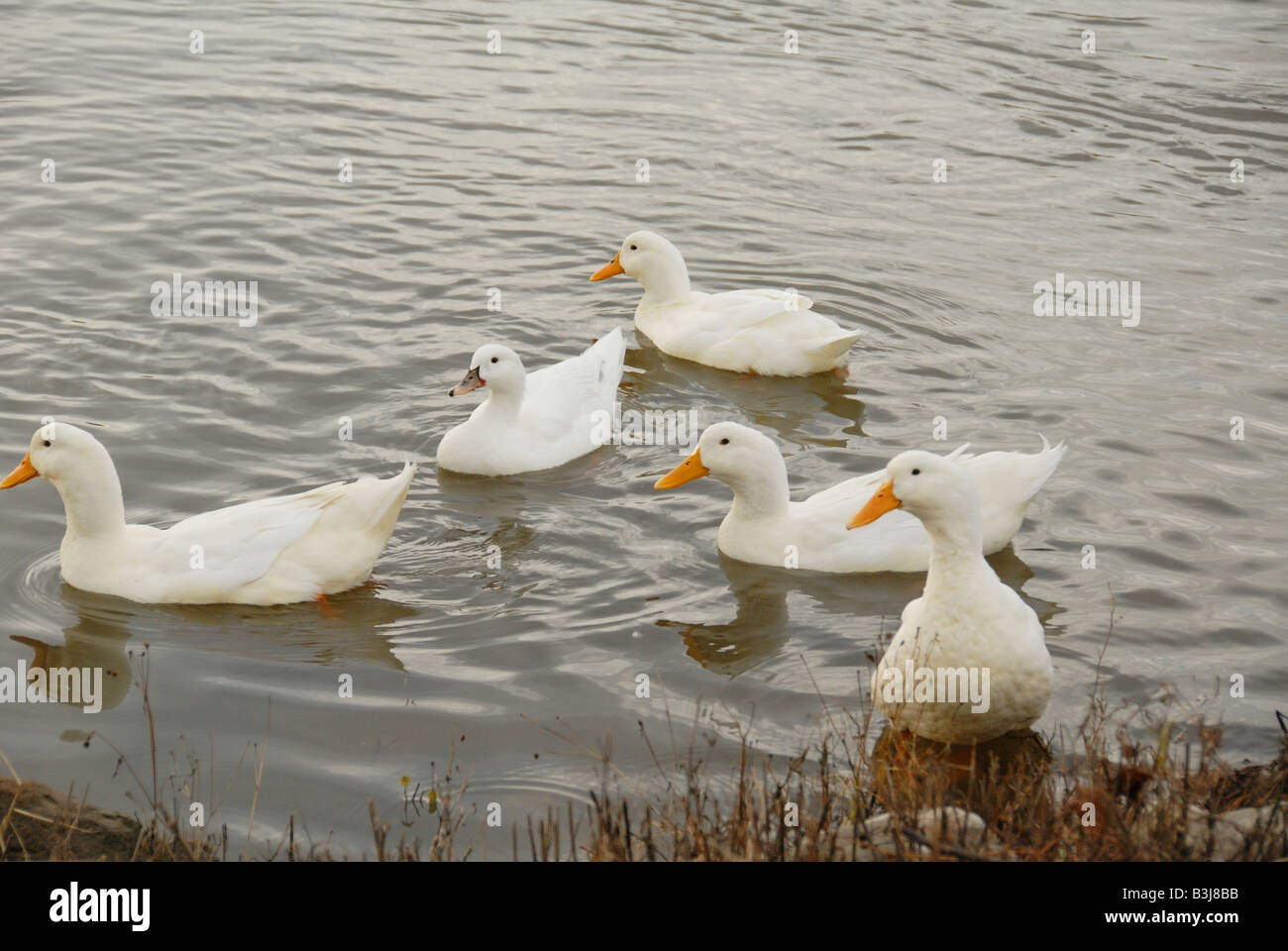 Five ducks on pond hi-res stock photography and images - Alamy