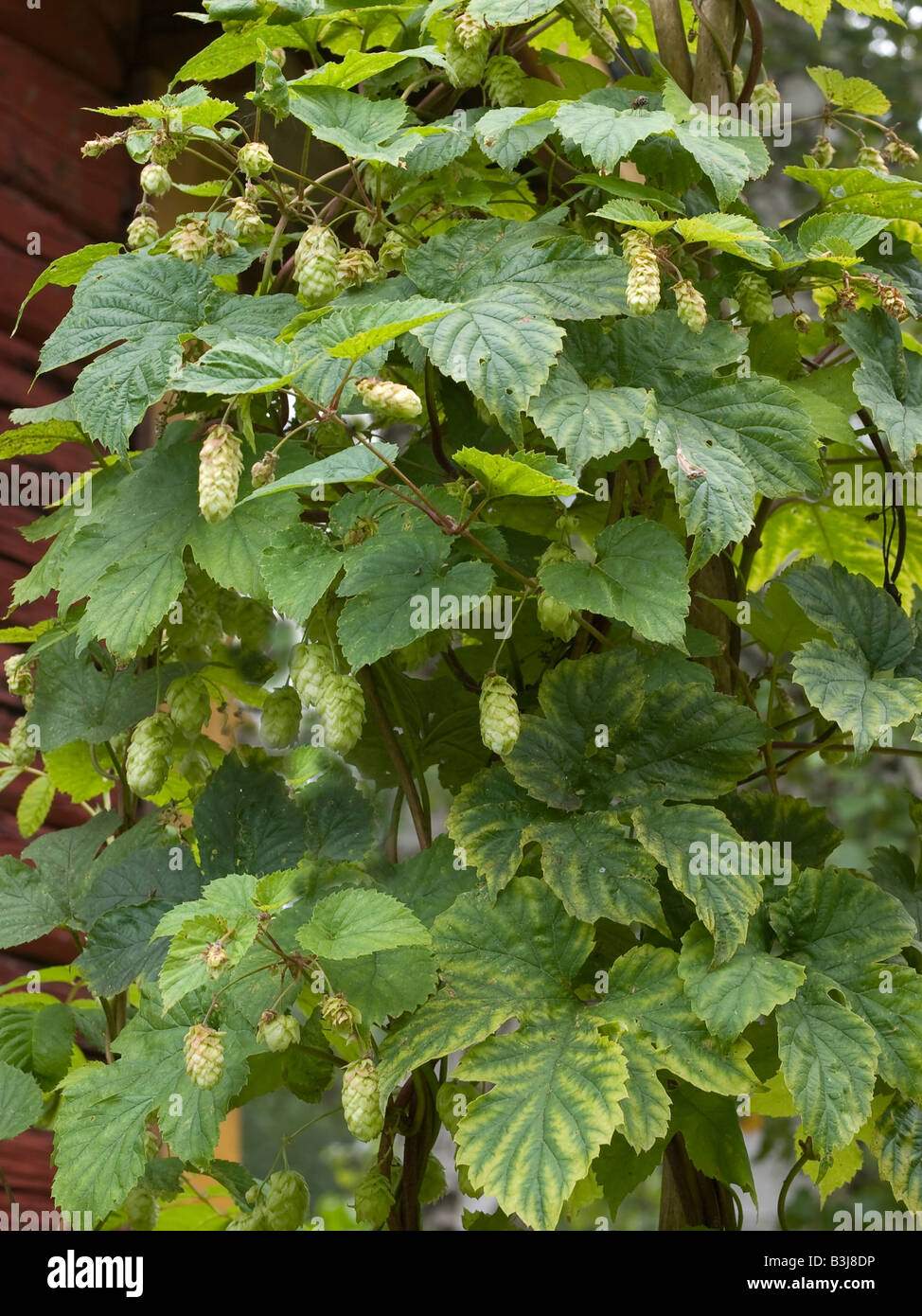Common hop Humulus lupulus with flower cones hops climbing plant from ...