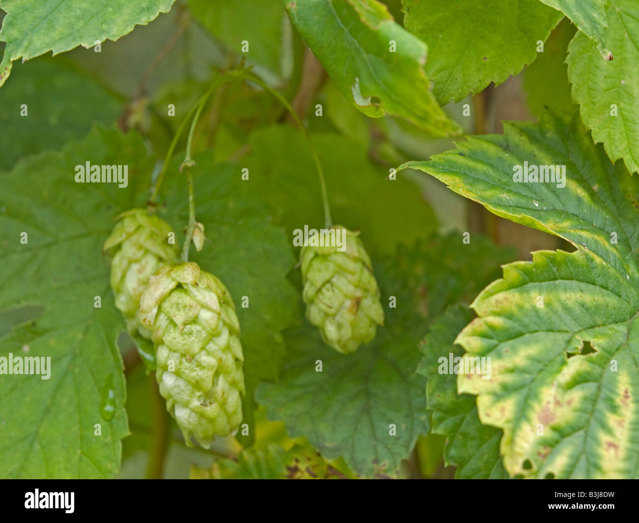Common hop Humulus lupulus with flower cones hops climbing plant from ...