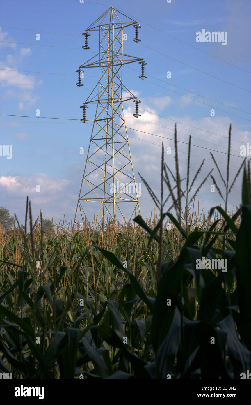 Power lines in a field of growing corn. Interesting contrast between ...