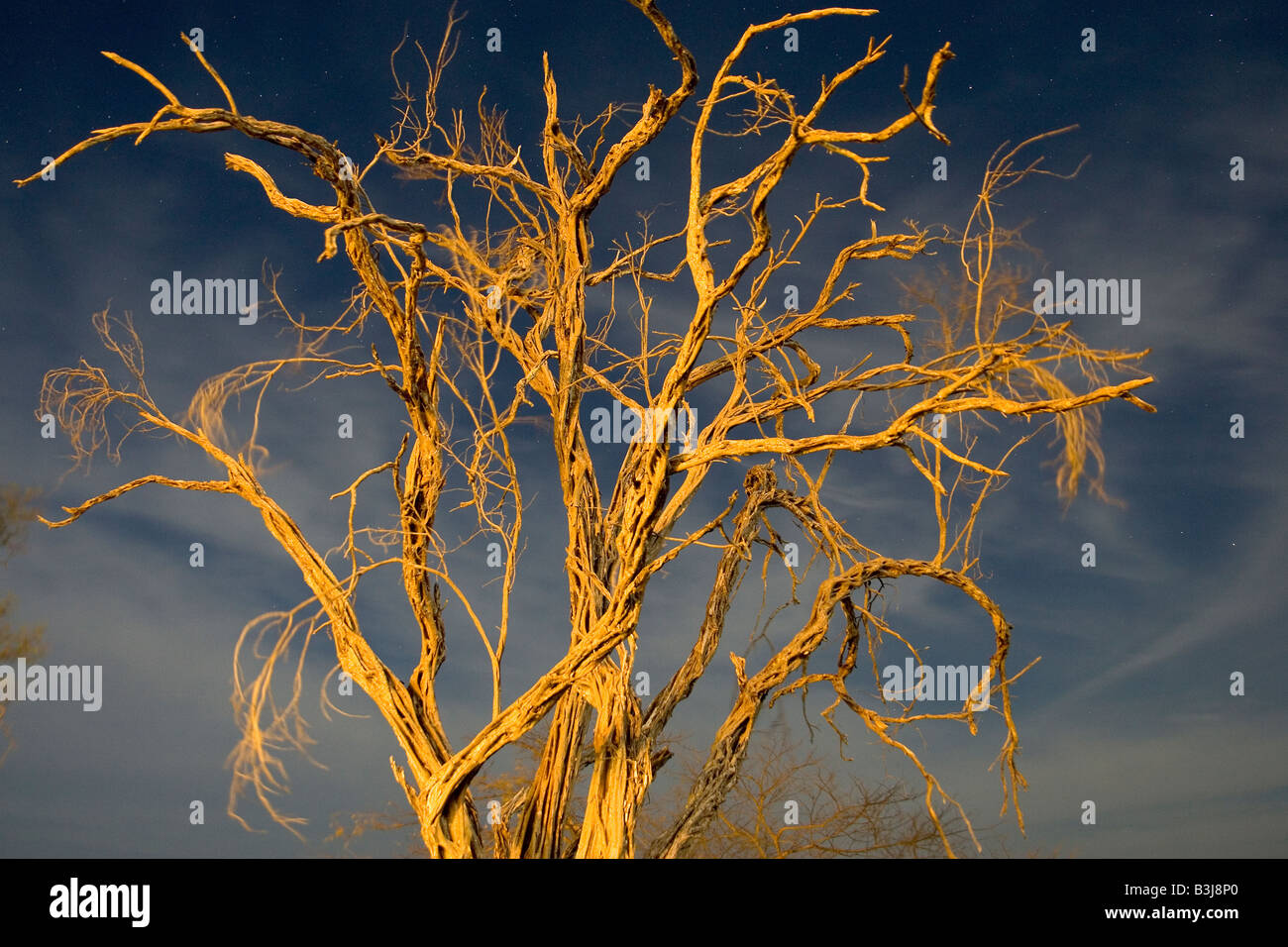 old dead tree Stock Photo - Alamy